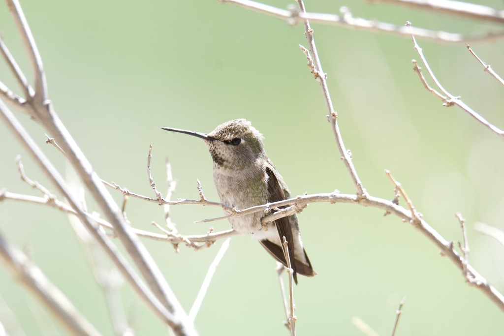 Anna's Hummingbird from Patagonia Lake, Arizona on March 15, 2020 at 09 ...
