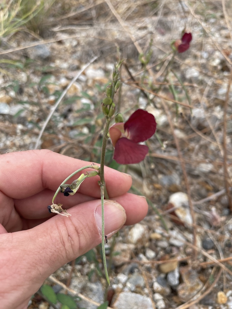 Phasey Bean from Yarwun, QLD, AU on November 3, 2023 at 11:08 AM by ...