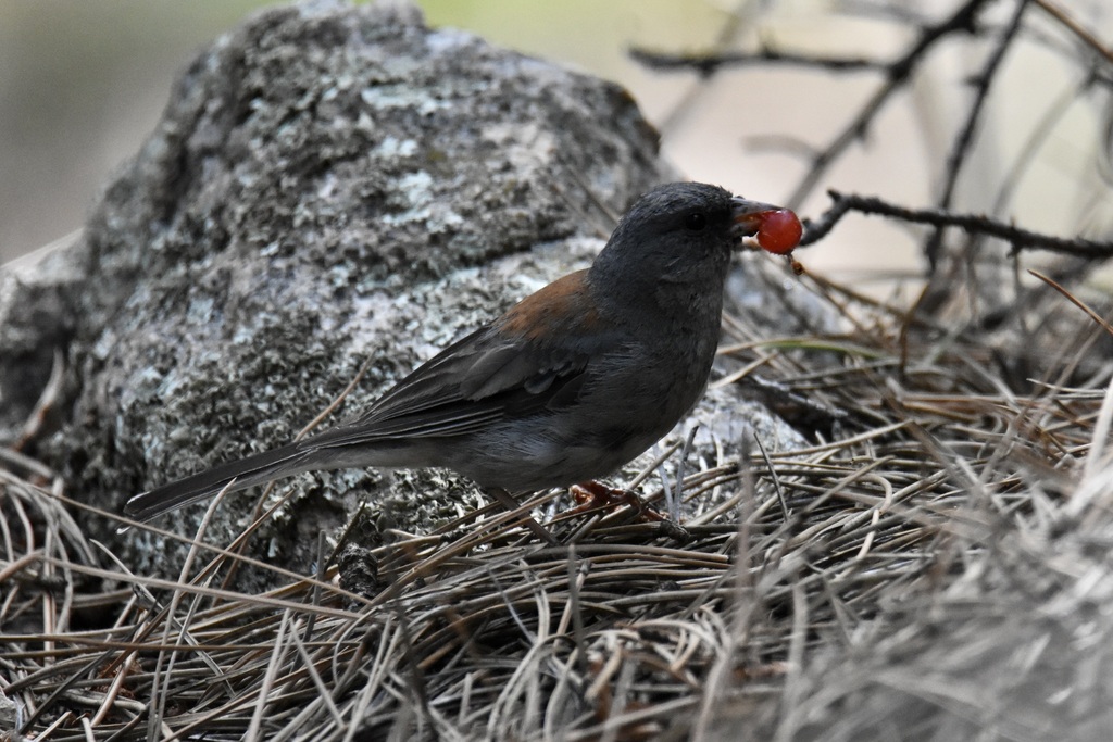 Gray-headed Junco from Green Mountain Falls, CO, USA on August 11, 2023 ...