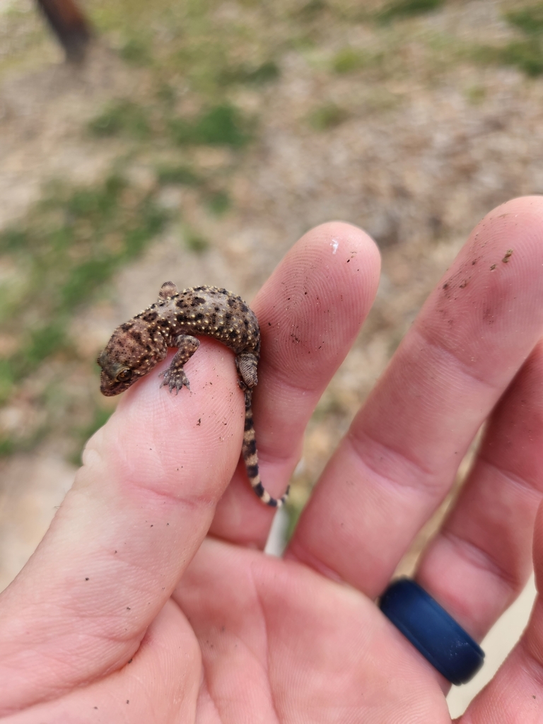 Mediterranean House Gecko from Magnolia, AR 71753, USA on October 15 ...