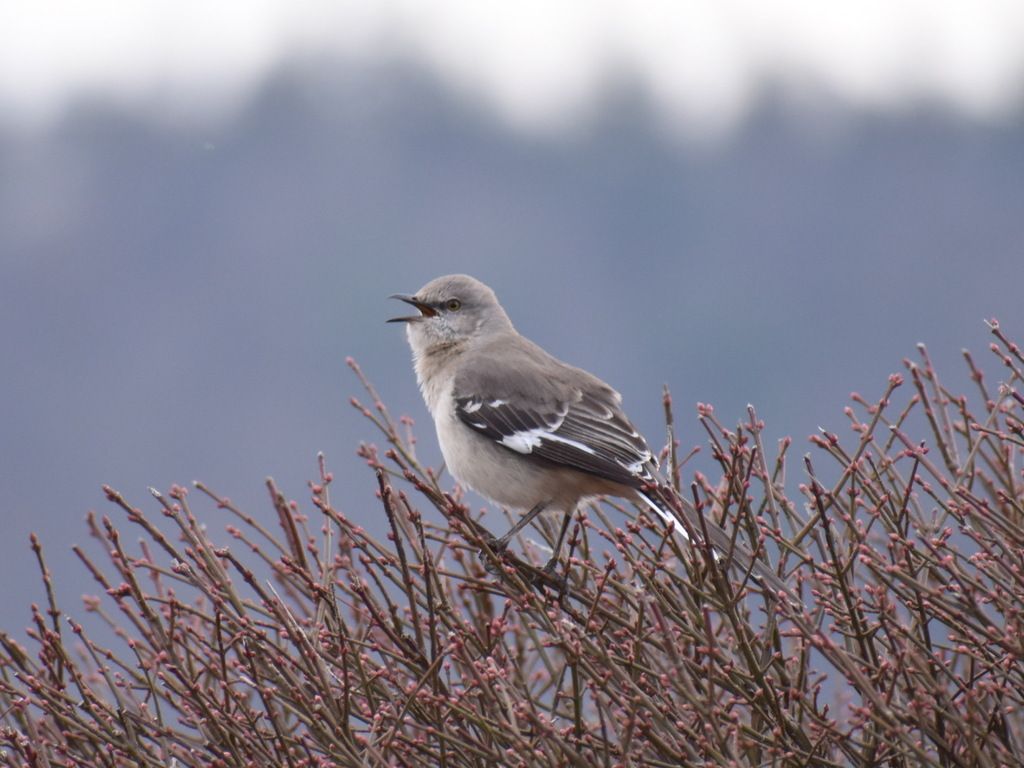 Northern Mockingbird from Townsend, TN 37882, USA on March 13, 2018 at ...