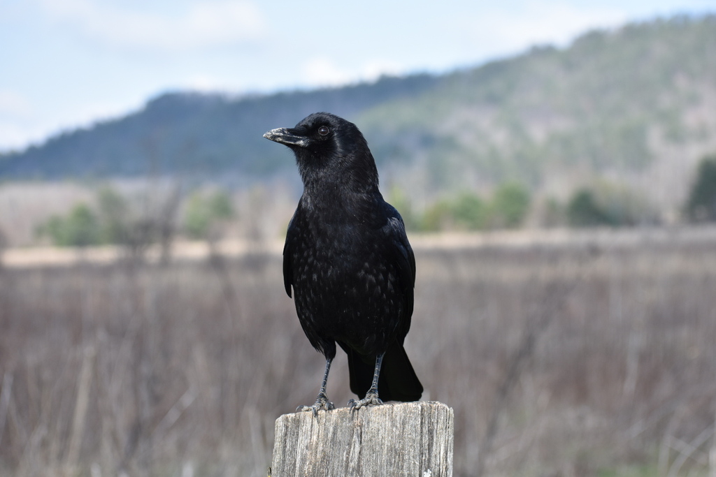 American Crow from Blount County, TN, USA on March 13, 2018 at 09:43 AM ...