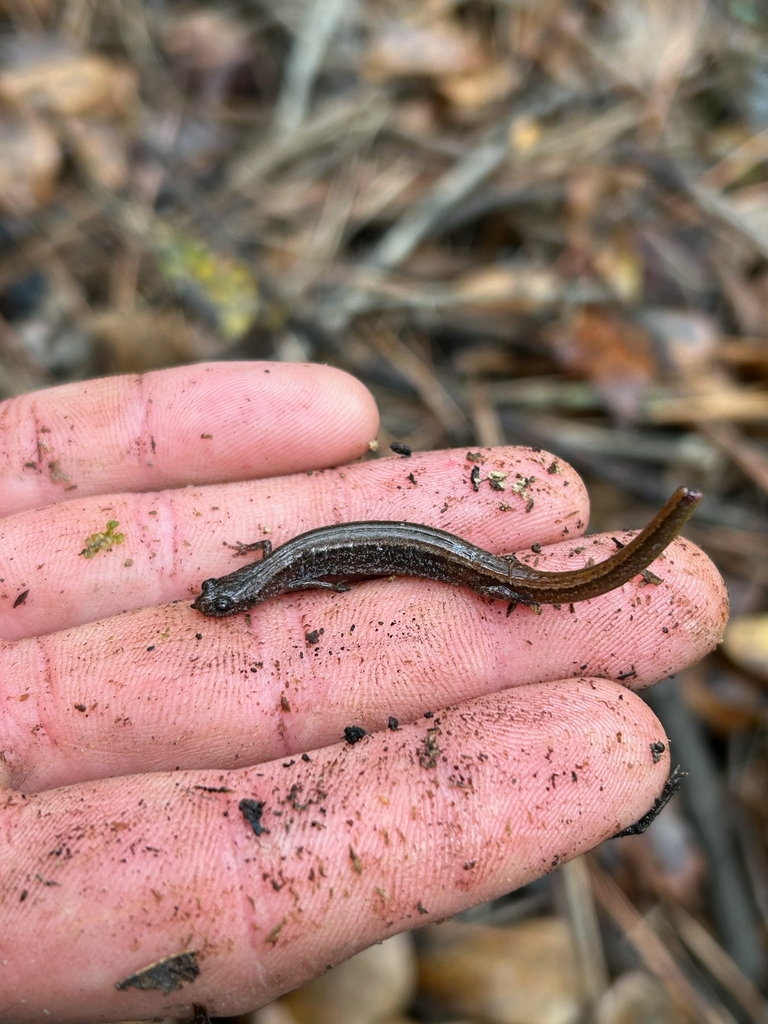 Western Dwarf Salamander in October 2023 by Jeremy Chamberlain ...