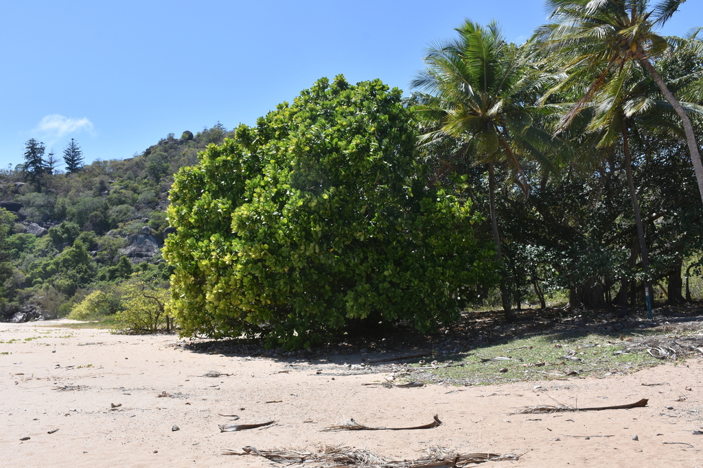 Fish Poison Tree from Townsville, QLD, Australia on October 9, 2023 at ...
