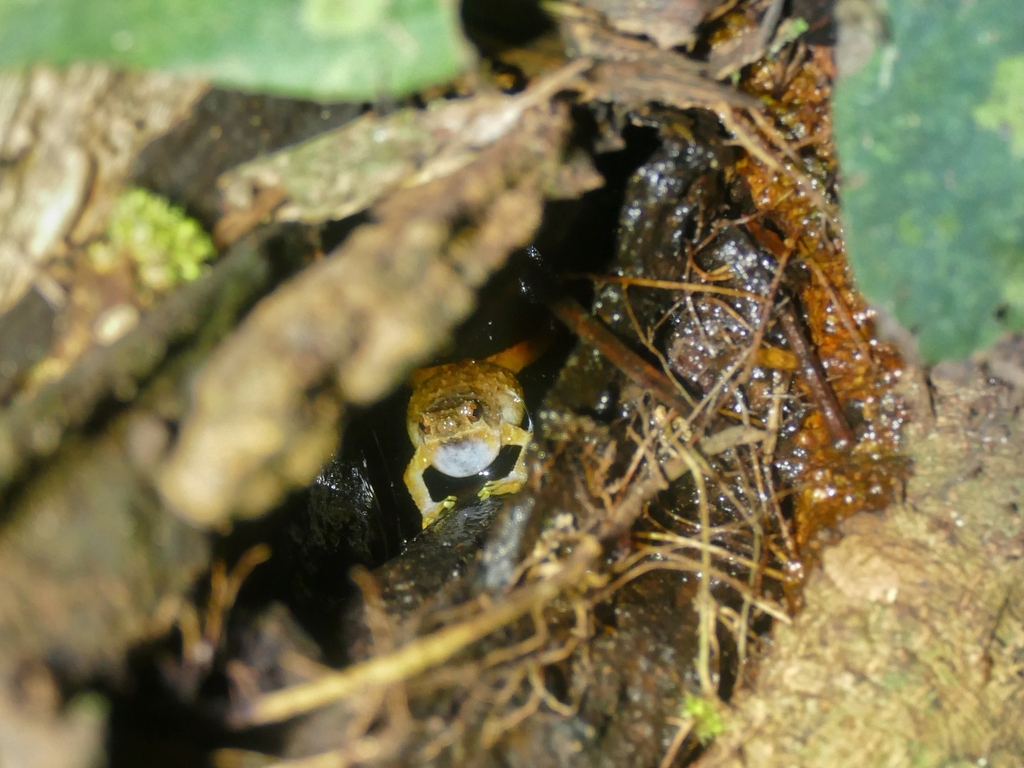 Bornean Tree Hole Frog from Sandakan, MY-SA, MY on November 2, 2023 at ...