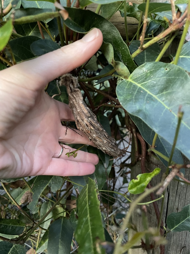 Saunder's Case Moth from Pakenham Upper VIC 3810, Australia on May 24 ...