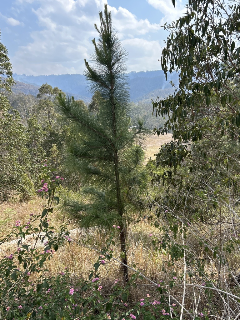 conifers from Obi Obi, QLD, AU on November 2, 2023 at 02:14 PM by ...