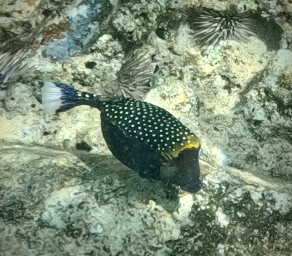 Spotted Boxfish from Napili Bay, Kapalua, HI, US on November 2, 2023 at ...