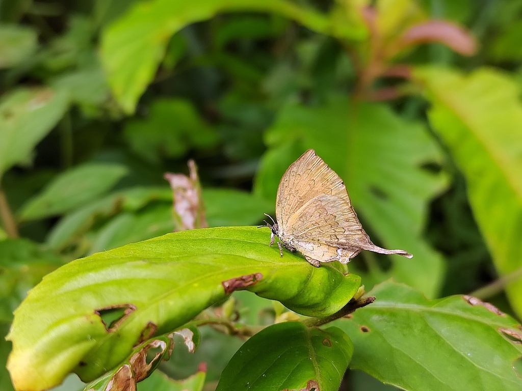 Branded Yamfly from 中国广西壮族自治区崇左市凭祥市 on October 30, 2023 at 01:17 PM by ...