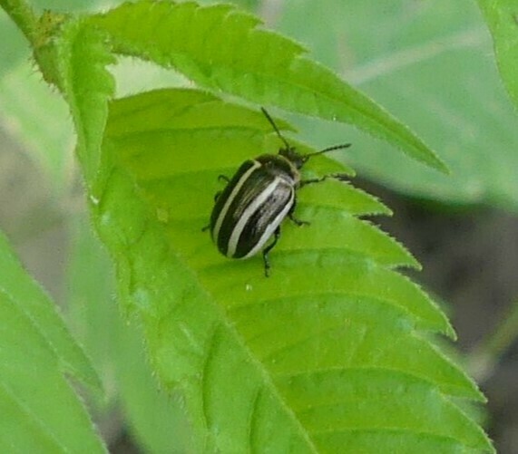 Coreopsis Beetle from East Credit, Mississauga, ON, Canada on June 20 ...