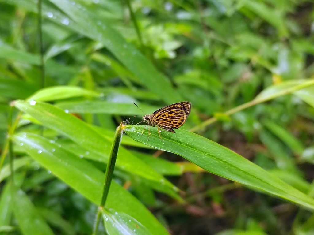 Tiger Hopper from 中国广西壮族自治区崇左市凭祥市 on October 29, 2023 at 03:15 PM by ...