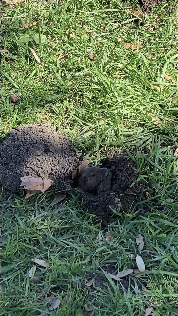 Western Pocket Gophers from N Arroyo Blvd, Pasadena, CA, US on November ...