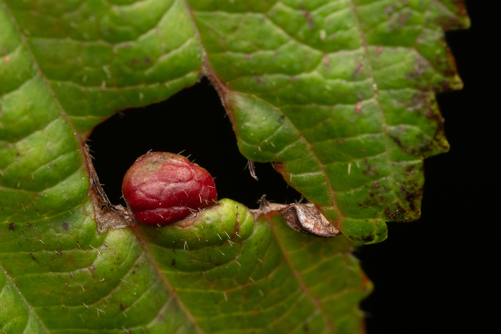 Gall Midges in October 2023 by Alan Yoshioka · iNaturalist