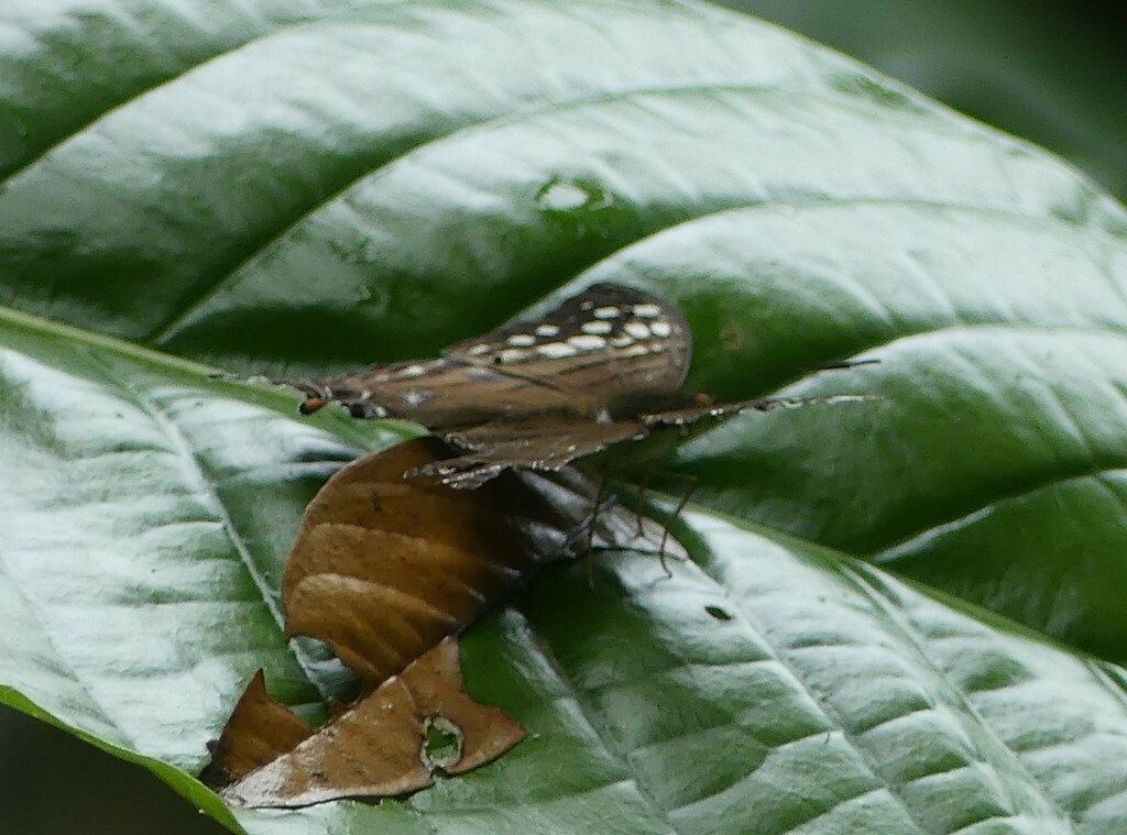 Spot-banded Daggerwing from La Selva Biological Station, Heredia ...