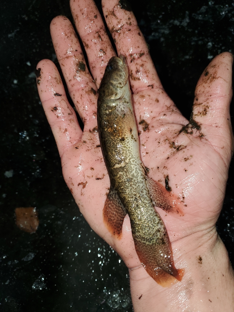 Alaska Blackfish from CHGQ+2W Mirror Lake Seaplane Base, Anchorage, AK ...