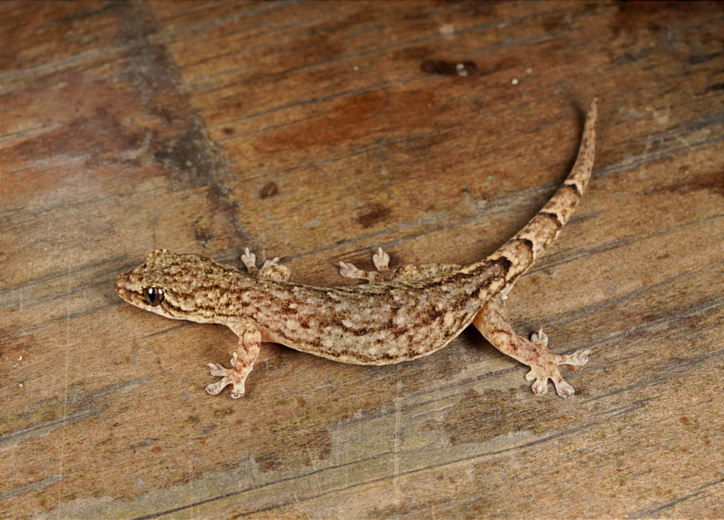 Hong Kong Slender Gecko from Ningde, CN-FJ, CN on October 27, 2023 at ...