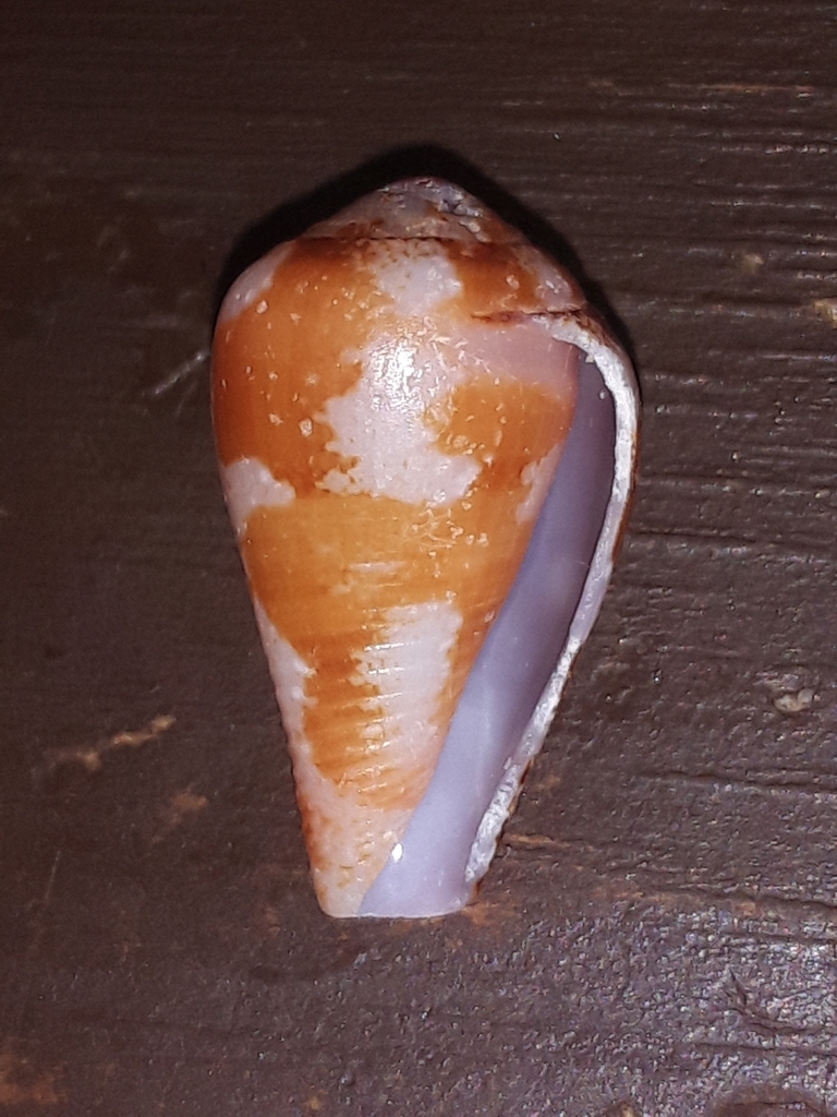 Parametaria macrostoma from Villa Paraiso, 48272 Jal., México on November 2, 2023 at 09:13 PM by ...