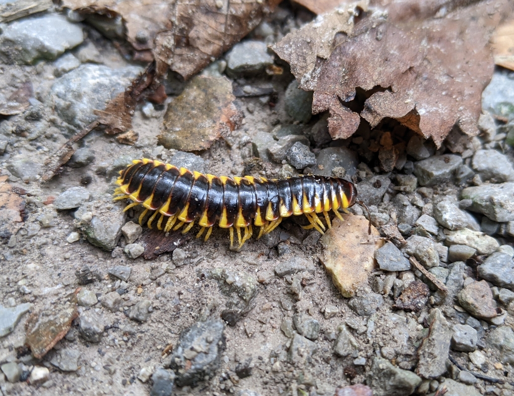 Aromatic Cherry Millipede from Wolf Lake, IL 62998, USA on October 14 ...