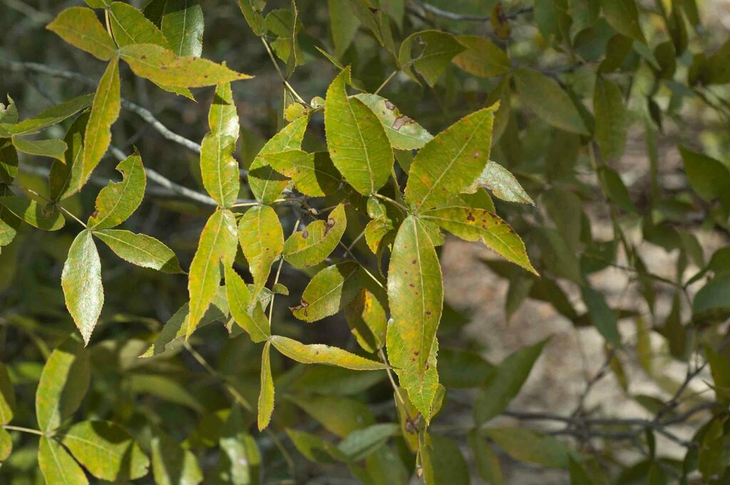 Scrub Hickory in November 2011 by Moses Michelsohn · iNaturalist