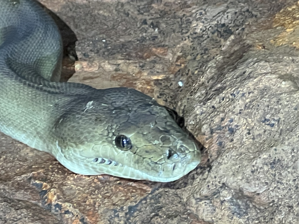 Pilbara Olive Python in September 2023 by kelly_dalton. Approx 3.5m ...