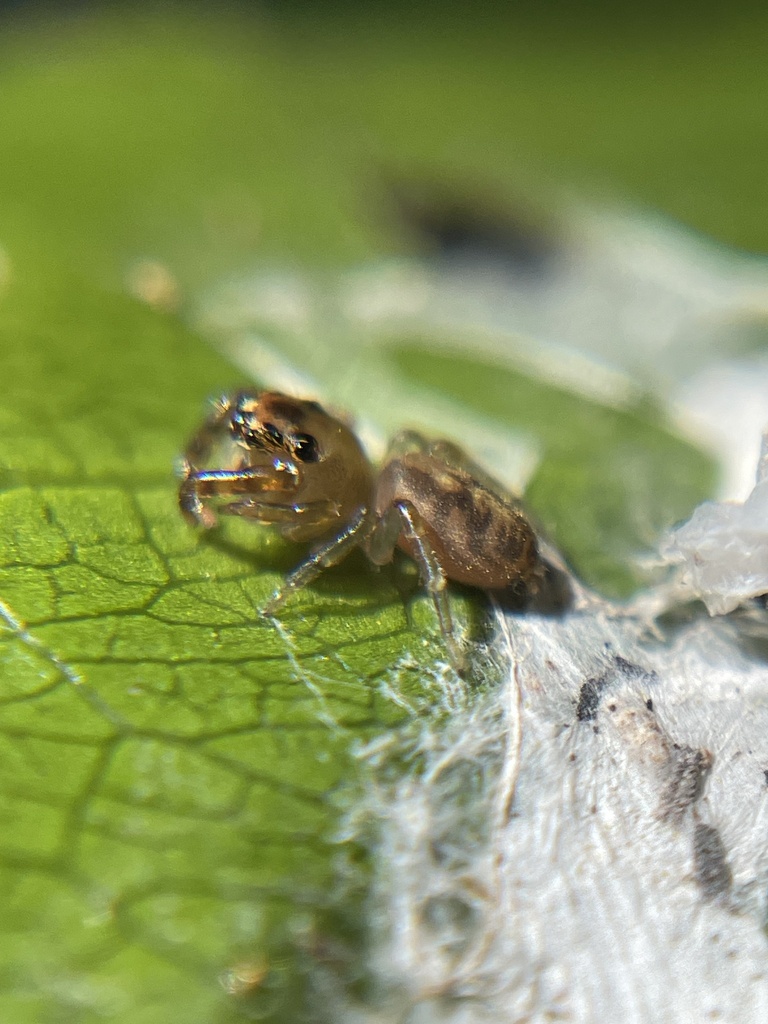 Trite from Point View Reserve, Auckland, Auckland, NZ on September 14 ...
