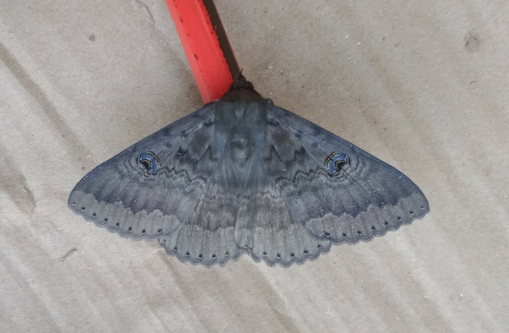 Northern wattle moth from Pūkorokoro / Miranda, New Zealand on November ...