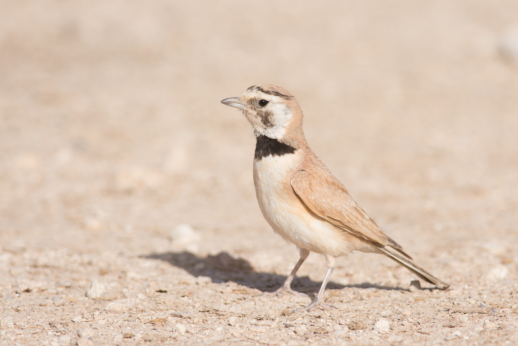 Temminck's Lark (Birds of Saudi Arabia) · iNaturalist