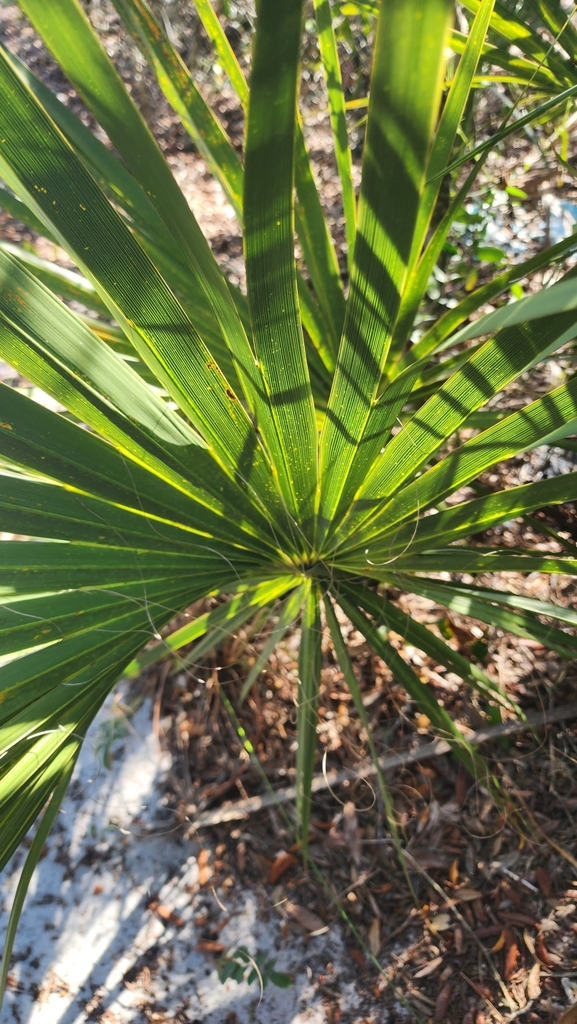 Scrub Palmetto from Avon Park, FL 33825, USA on November 2, 2023 at 10: ...