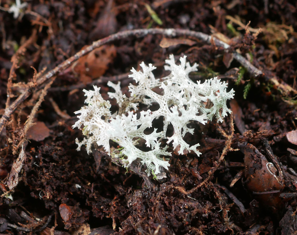 Coral lichen from Ngamahanga 4792, New Zealand on November 1, 2023 at ...