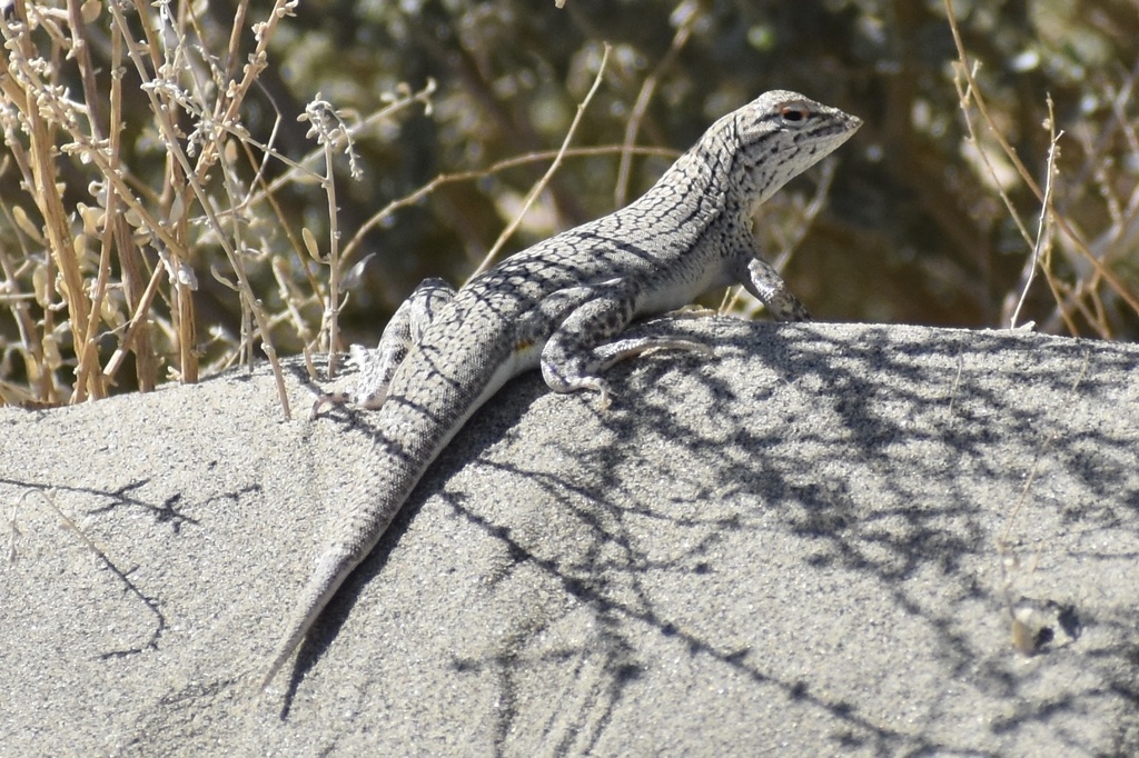 Coachella Valley Fringe-toed Lizard in November 2023 by Chalon Boesel ...