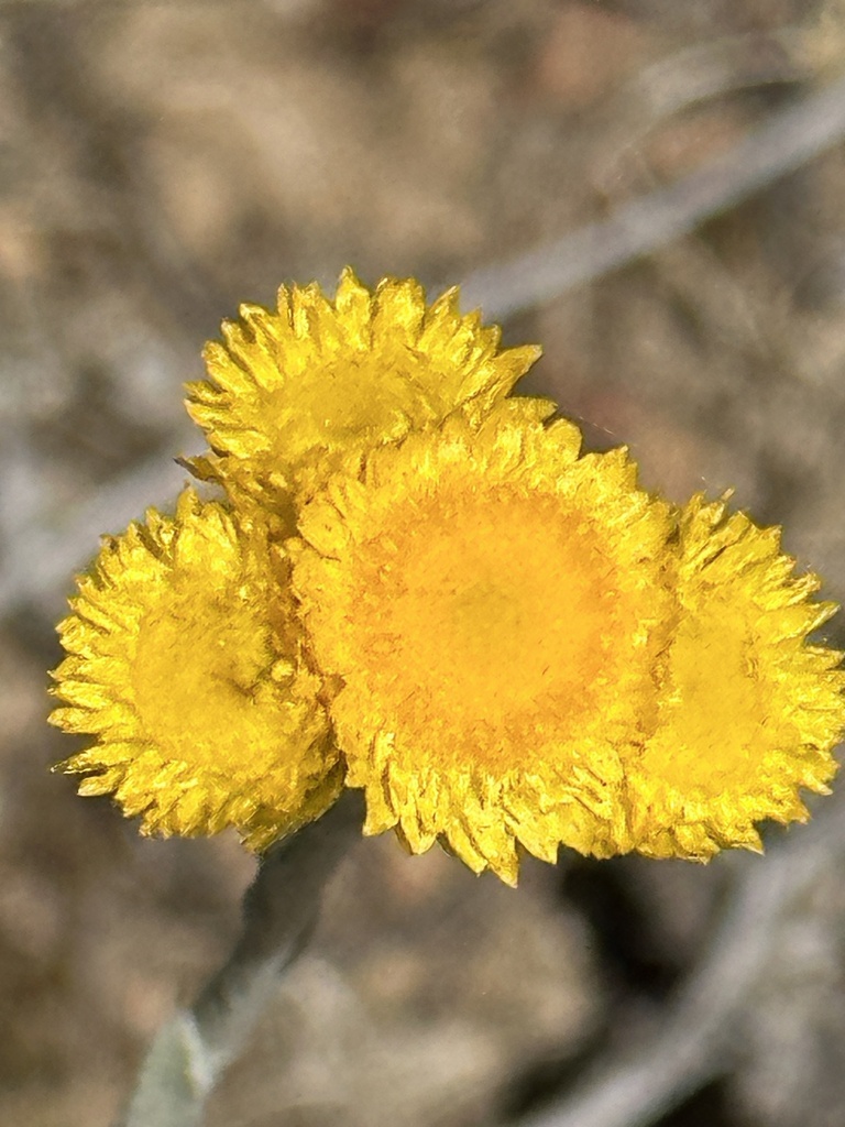 Common Everlasting from Castlemaine Botanical Gardens, Castlemaine, VIC ...