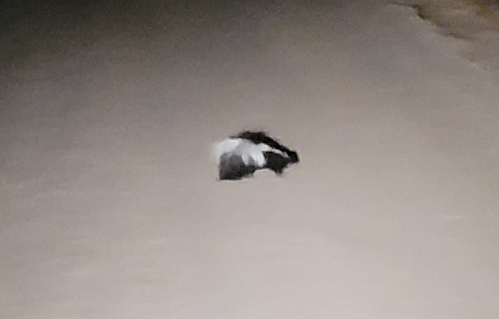 Striped Skunk from Union, KS 67635, USA on November 2, 2023 at 08:56 PM ...