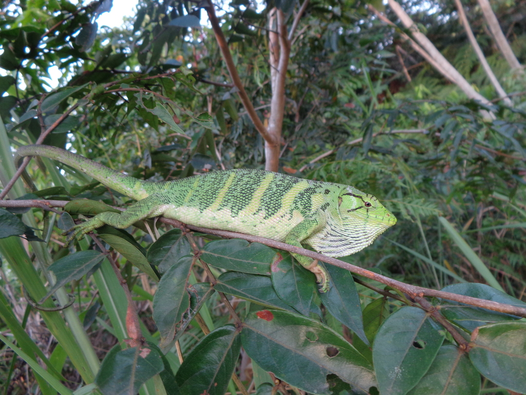 Polychrus marmoratus (Herpetofauna de Guantiva, La Rusia Iguaque ...