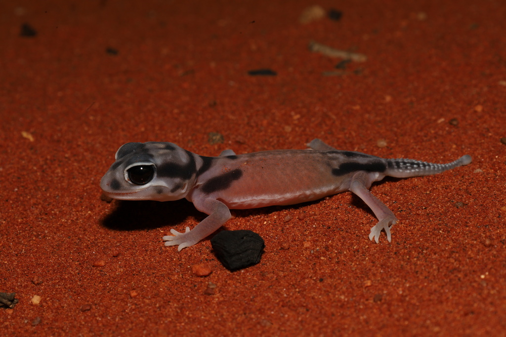 Smooth Knob-tailed Gecko from Iyarrka Ward, פיטרמן, NT, AU on November ...