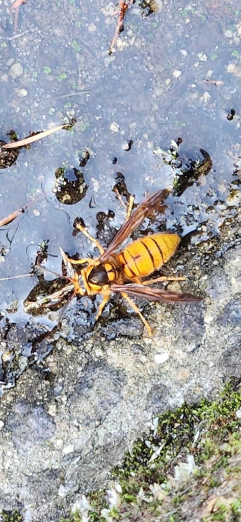 Japanese yellow hornet from Yufu Tozanguchi, Higashiyama, Beppu, Oita ...
