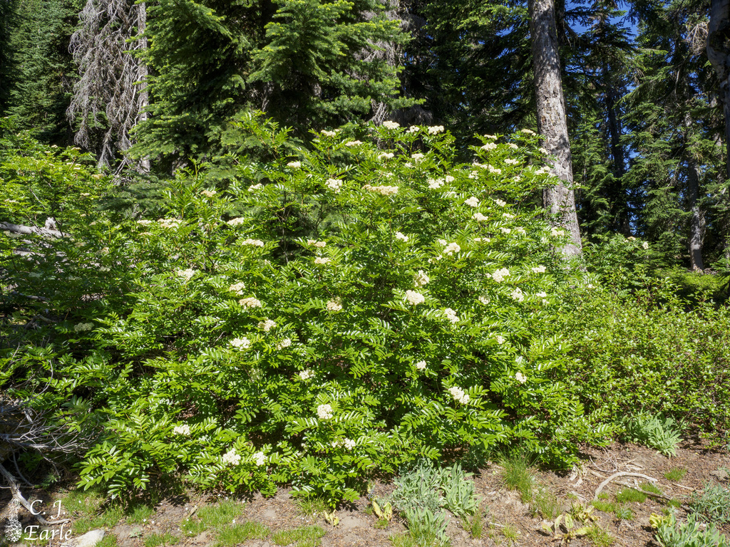 Greene's mountain ash from Chelan County, WA, USA on July 1, 2023 at 09 ...