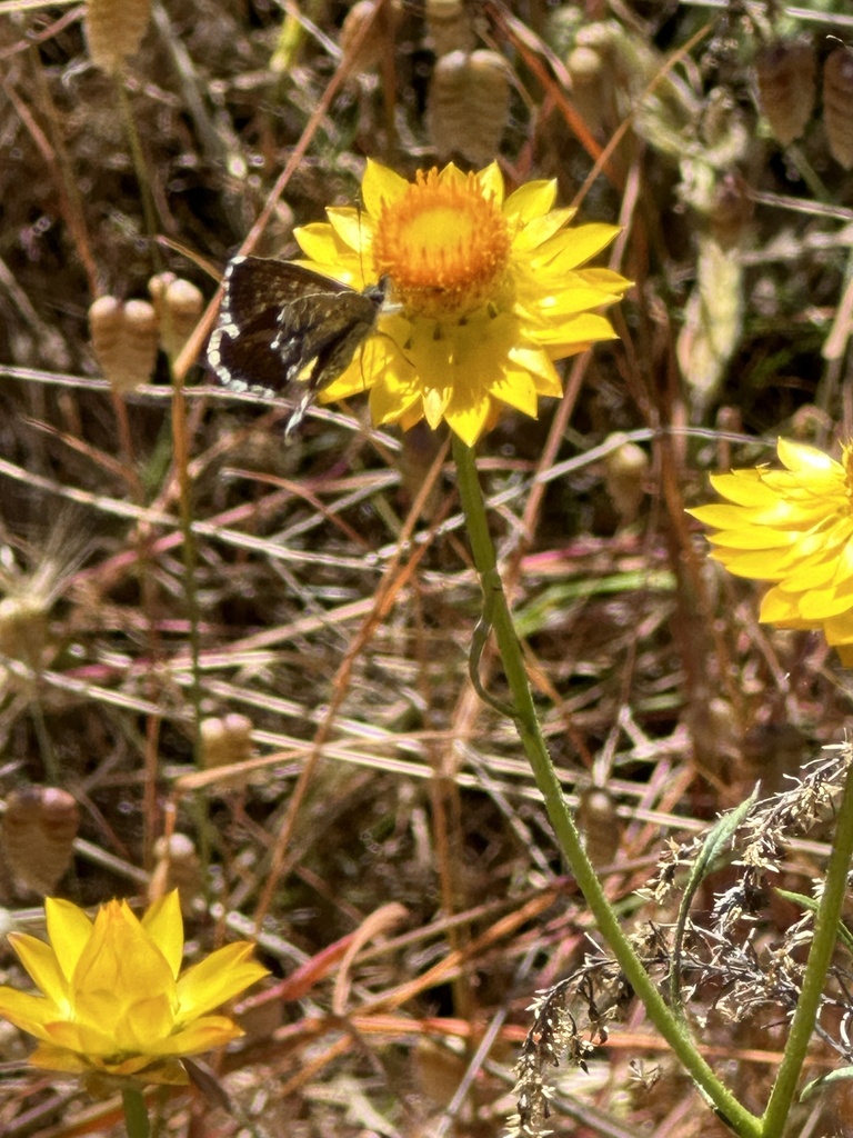 sticky everlasting from Castlemaine Botanical Gardens, Castlemaine, VIC ...