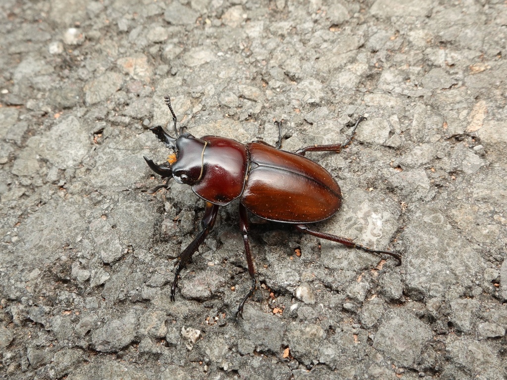 Neolucanus insularis in November 2023 by orthoptera-jp · iNaturalist