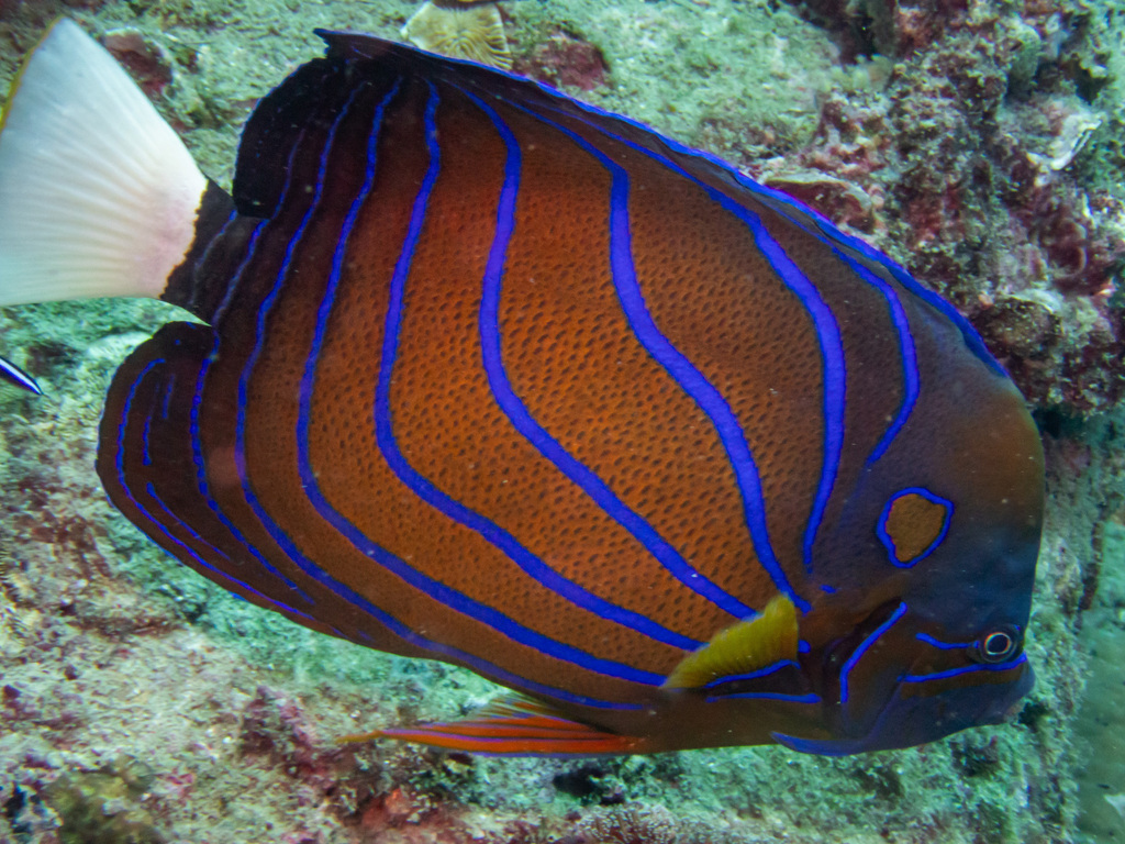 Bluering Angelfish from White Rock, Ko Tao, Surat Thani, Thailand on ...