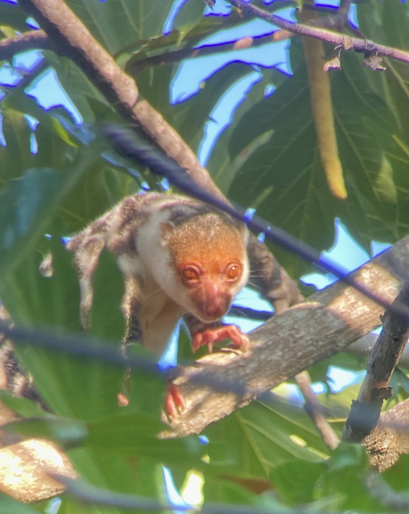 Waigeo Cuscus in October 2023 by forosix · iNaturalist