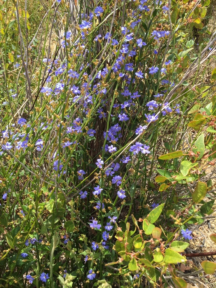 Blue Dampiera from Wingan State Forest, Wingan River, VIC, AU on ...
