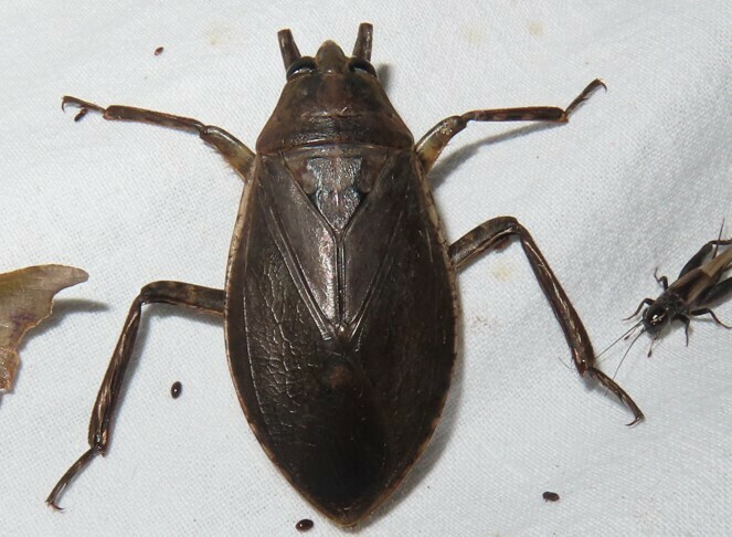 Belostoma from La Macarena, Meta, Colombia on October 2, 2023 at 07:57 ...