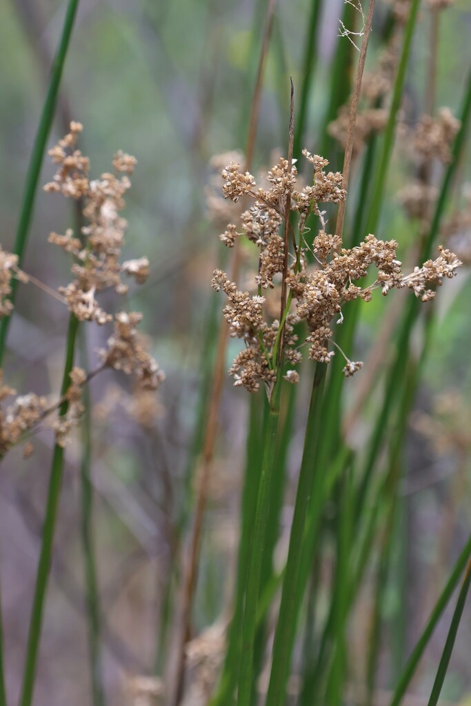 Juncus procerus from Glengarry West VIC 3854, Australia on October 25 ...