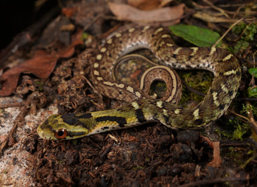 Stejneger's Bamboo Snake from Lishui, CN-ZJ, CN on September 30, 2023 ...