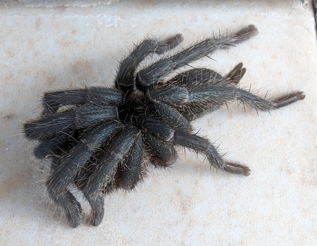 Middle East Black Tarantula from 9M79+682, Akanthou 99645 on November 3 ...