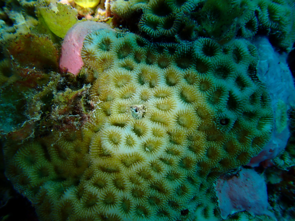 Favites from Funafuti, Tuvalu on October 29, 2023 at 02:37 PM by Debra ...