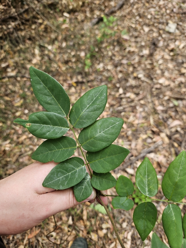 Blood Vine from Arana Hills QLD 4054, Australia on November 3, 2023 at ...