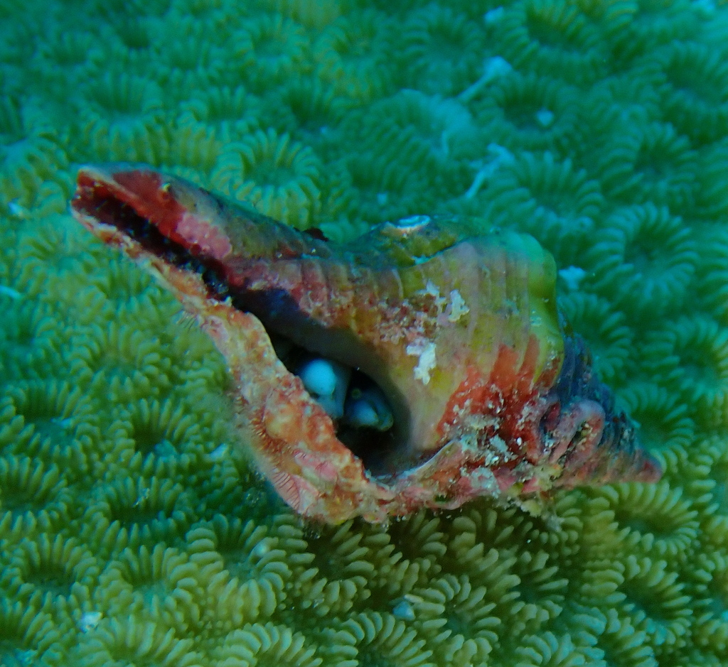 Tulip and Spindle Shells from Funafuti, Tuvalu on October 29, 2023 at ...