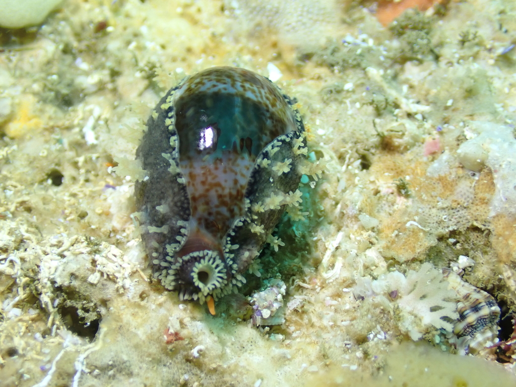yellow-toothed cowrie from North-West Solitary Island, New South Wales ...