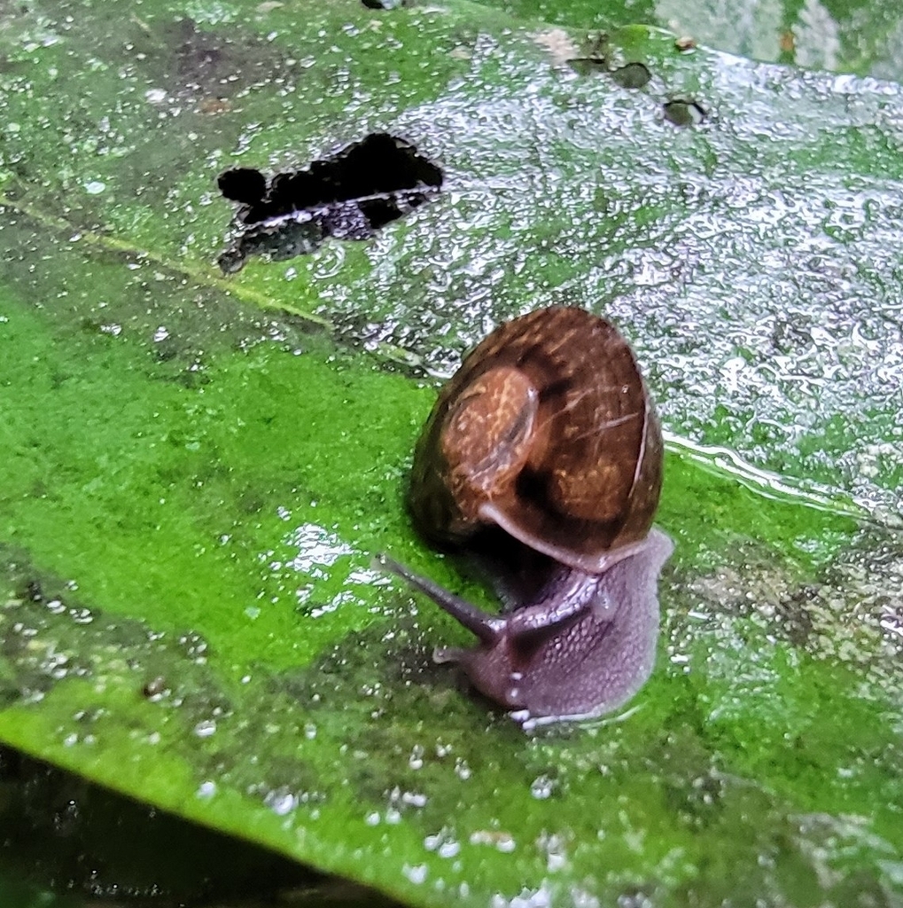 Camaena hainanensis from Hainan, CN-HA, CN on November 2, 2023 at 05:17 ...